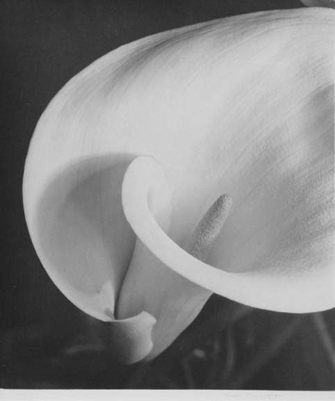 Photos by Tim: Imogen Cunningham - Still life research