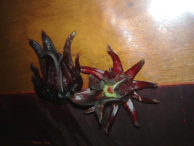 Something To Share: Rozel dan khasiatnya