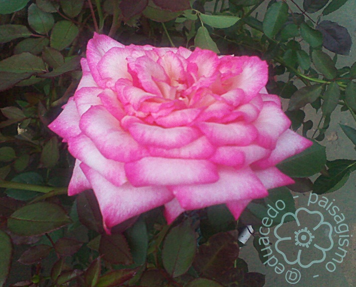 Fênix Plantas e Jardins: As Rosas e suas simbologias...