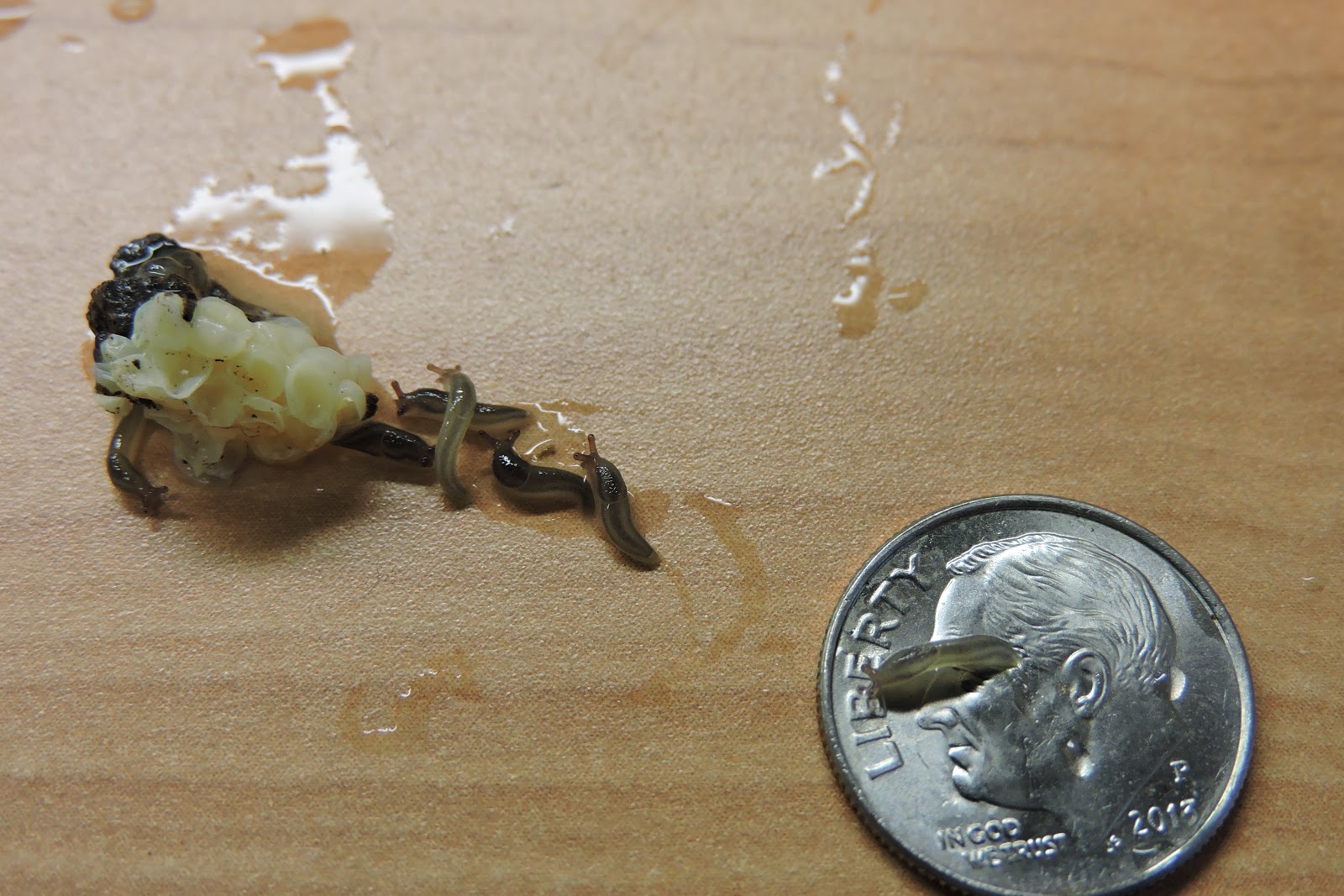 Capital Naturalist by Alonso Abugattas: Leopard Slug