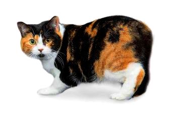 Manx cat Breeds fact and Images - Cat Paw 2
