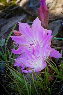 BEAUTIFUL FLOWERS: Bitterroot Flower - Pictures & Meanings