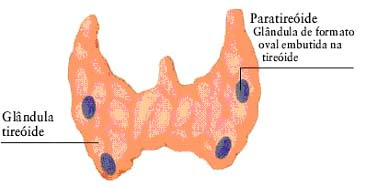 Biologia no ensino médio: Sistema Endócrino - Hormônios