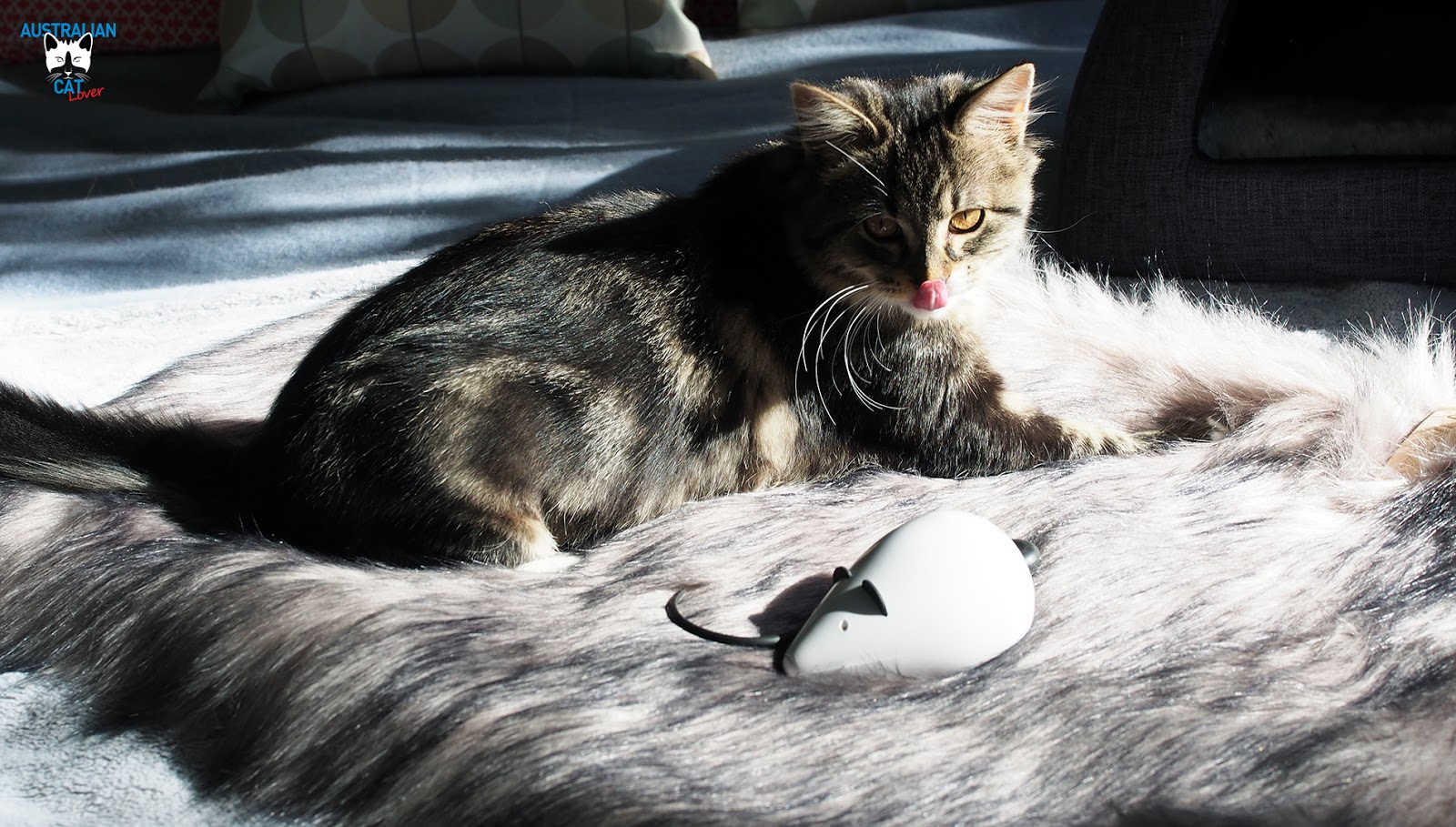 Win 1 of 4 FroliCat® Automatic Cat Teaser Toys | Australian Cat Lover