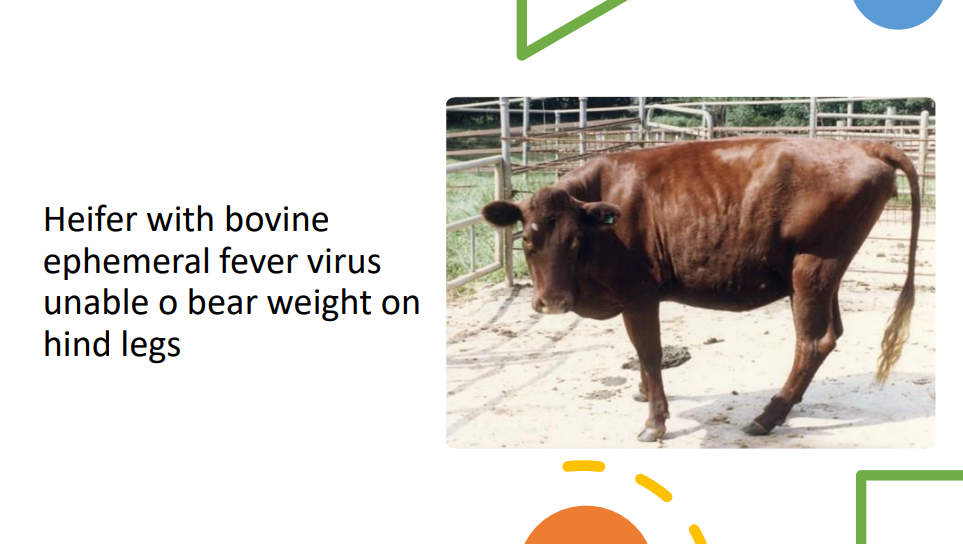 Bovine ephemeral fever