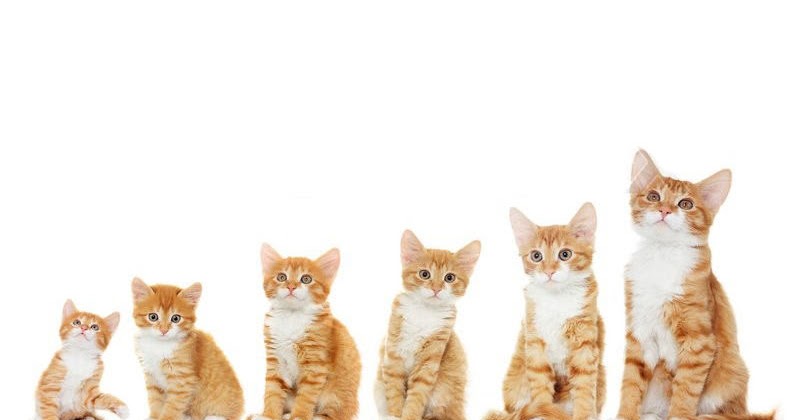 Stages of cat growth ~ secrets of pet