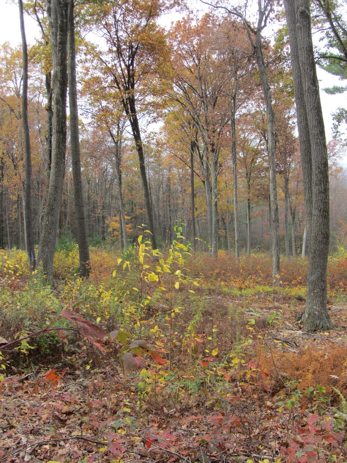 Central Pennsylvania Forestry: C-D-L: An Acronym for Successfully ...