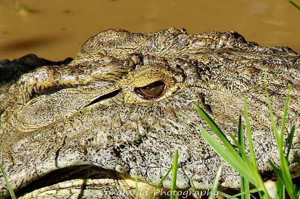 Coral Wild - A Safari Guides Diary: On Safari in Kwa-Zulu Natal, Part 2 ...