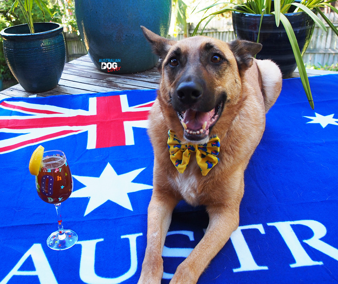 Fun Ideas For Dog Friendly Australia Day 2021 Australian Dog Lover fun-ideas-for-dog-friendly-australia-day-2021-australian-dog-lover