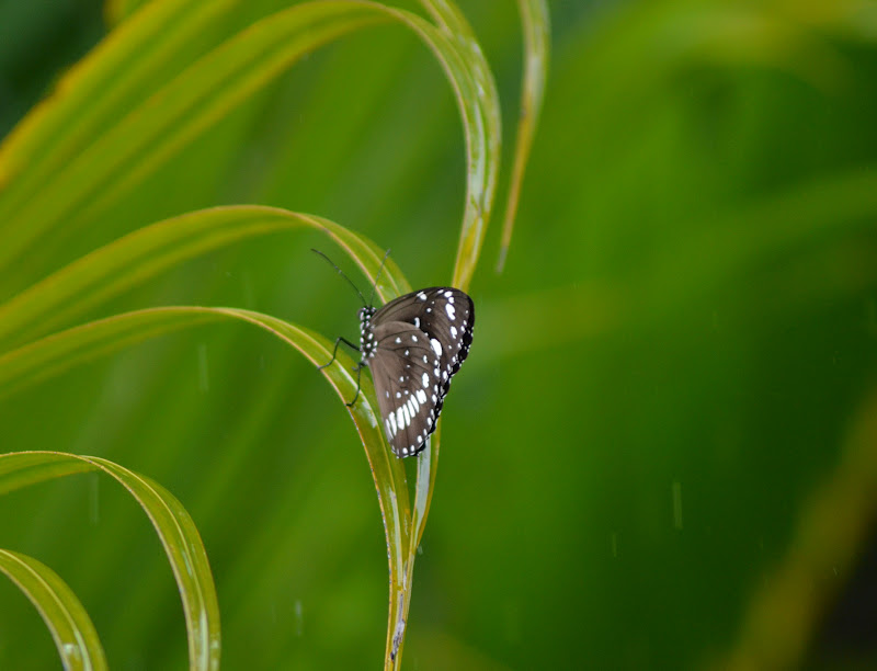 TheA+ Photography: Butterfly in the Rain