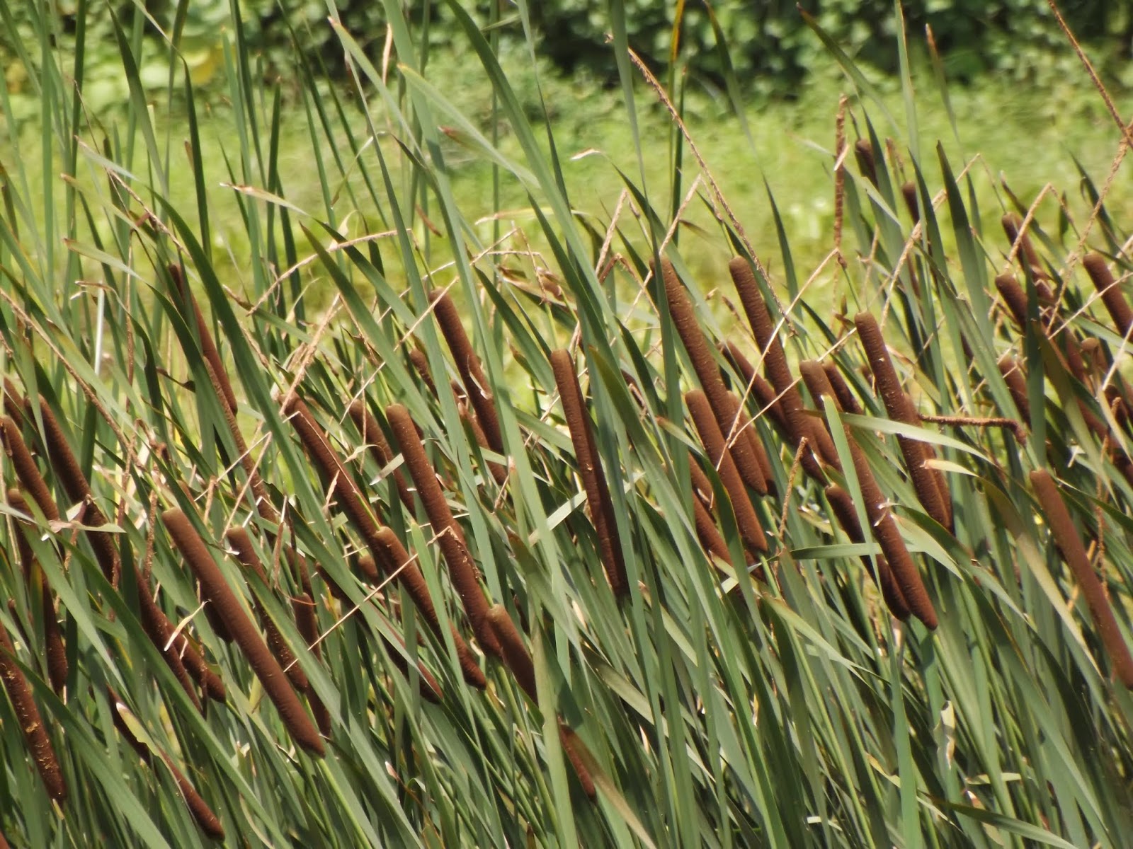 Hogla or Southern cattail, Typha domingensis
