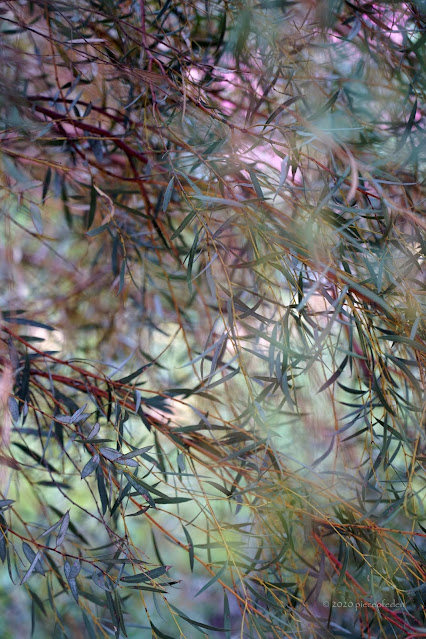 Eucalyptus 'Moon Lagoon' Five Years Later And Other Stuff