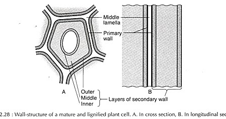 Department of Botany, Girraj Govt. College: Cell Wall