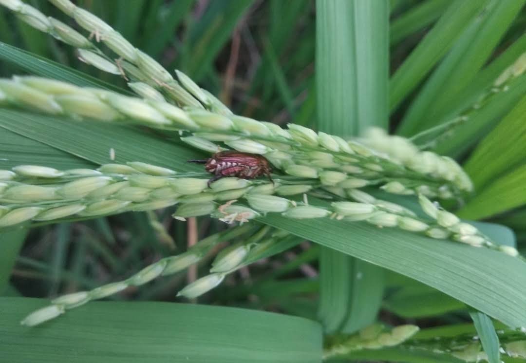 Agropedia: Beneficial insects in paddy