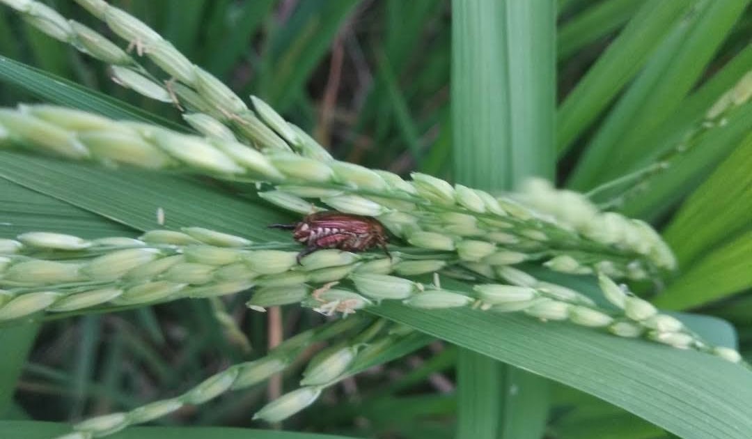Agropedia: Beneficial insects in paddy