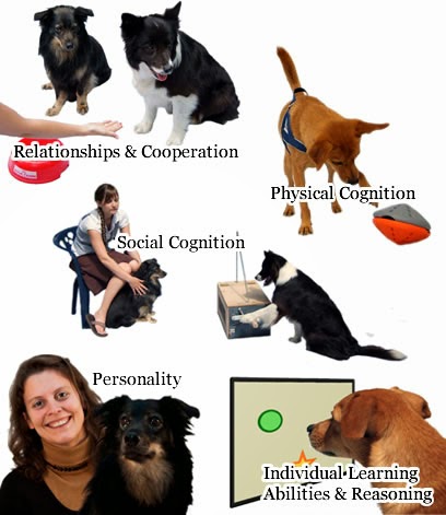 KLUIFJES: CLEVER DOG LAB