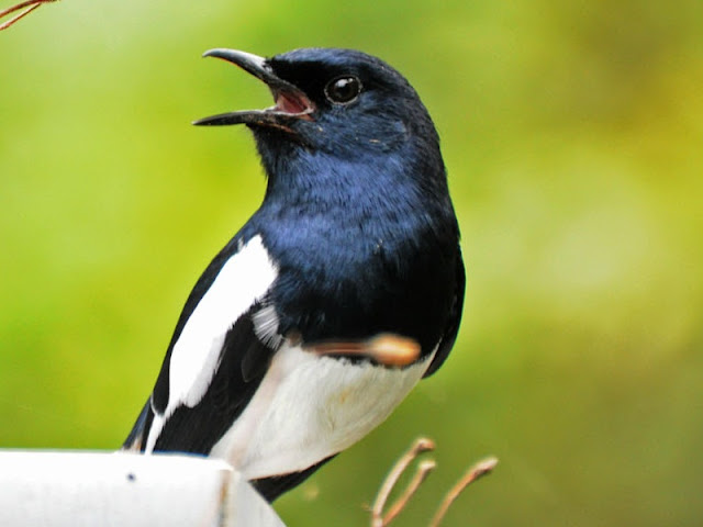 BURUNG KACER - VIAN BIRD FARM