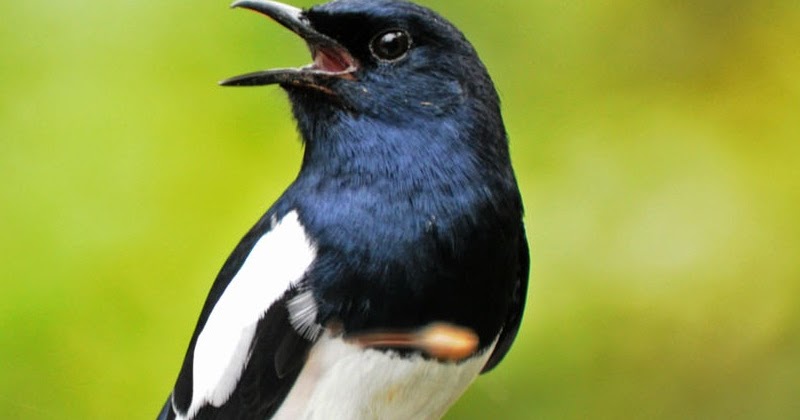 KACER - VIAN BIRD FARM