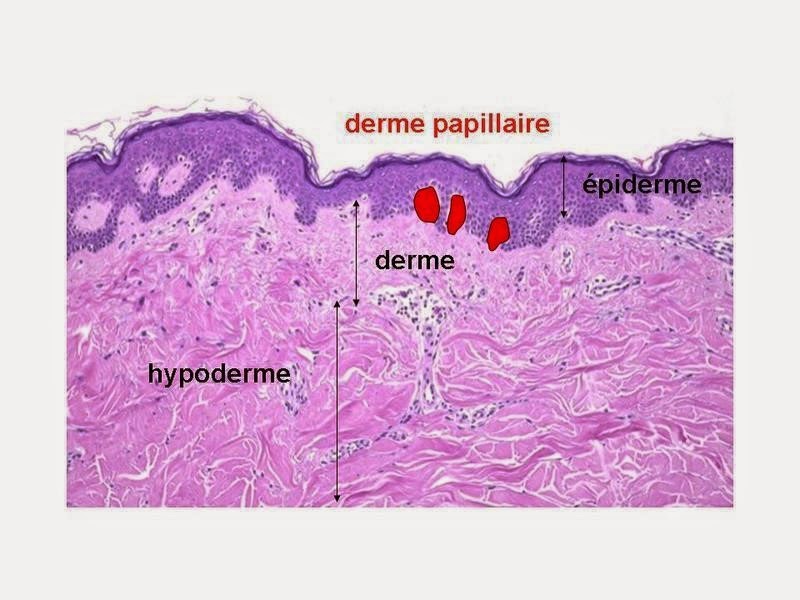 Farmacêutico Esteta: Dermatologia: Derme e junção dermo-epidérmica