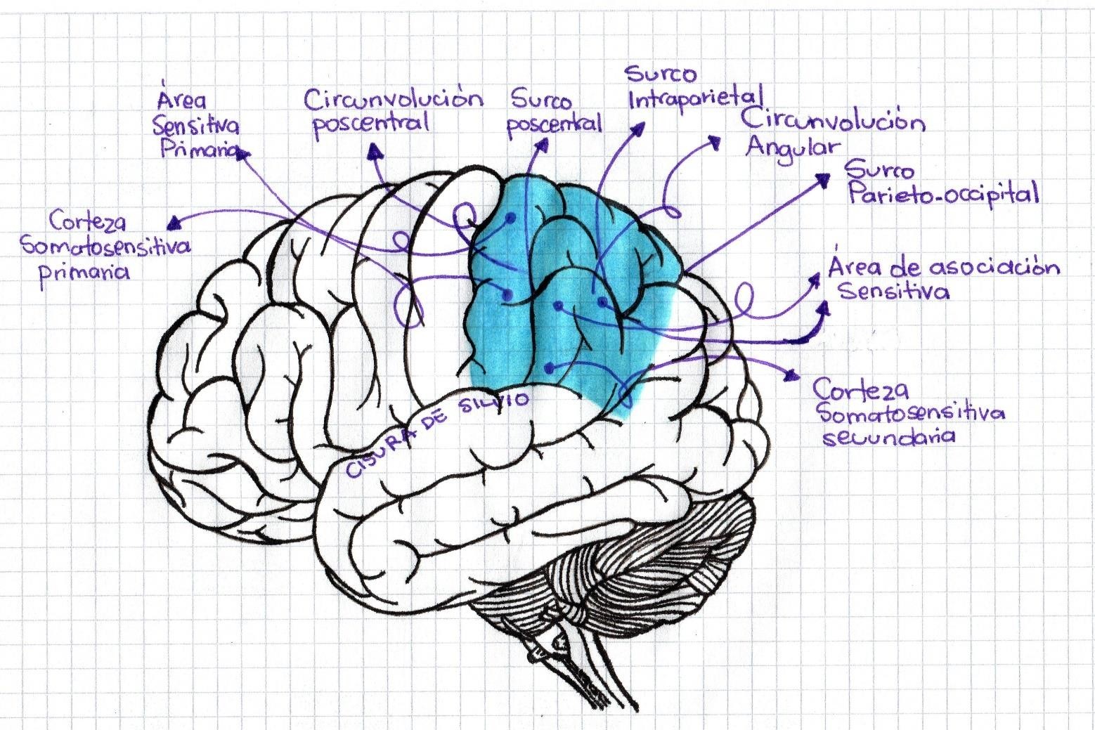 Lóbulos cerebrales y sus principales estructuras anatómicas