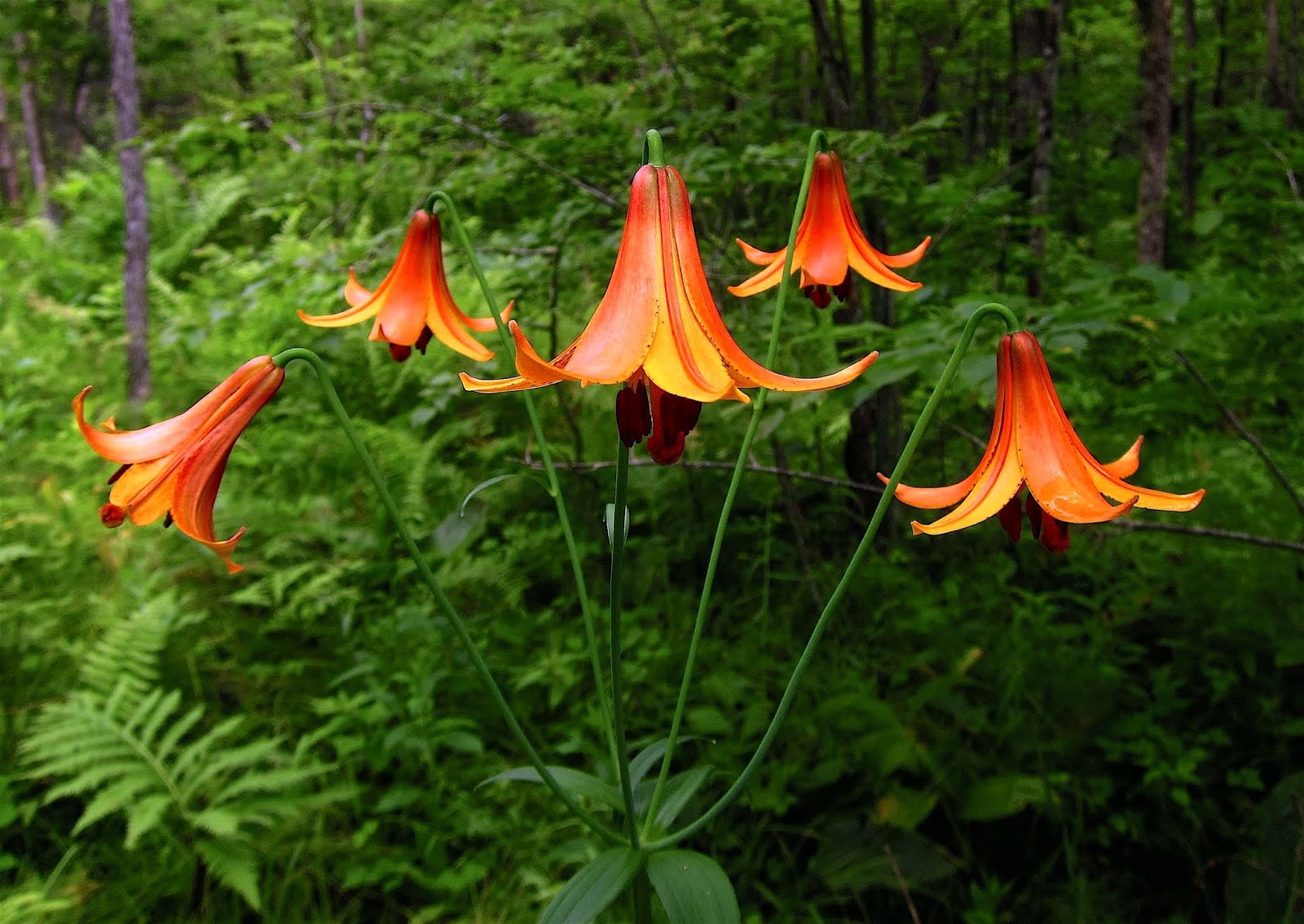 Saratoga woods and waterways: Pity the Lilies!
