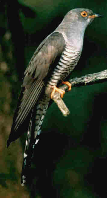 LA CIVILTA' DEL FOTTERE: Il Cuculo, un esempio naturalistico dell ...