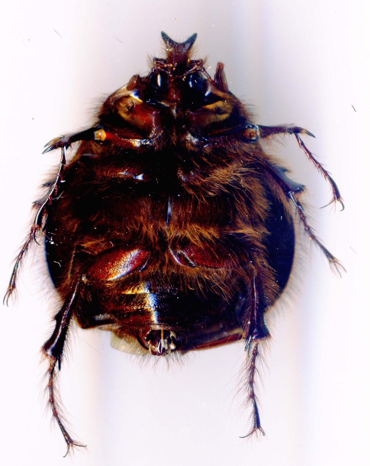 虫頭: フユセンチコガネ（Rain Beetle）Pleocoma badia hirsuta