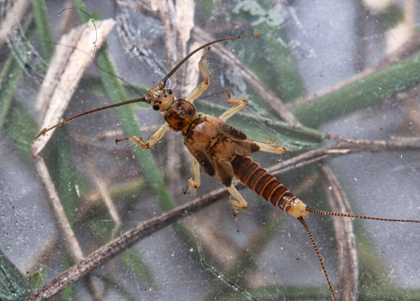 Aquatic Insects of Central Virginia: Back from Montana with some ...