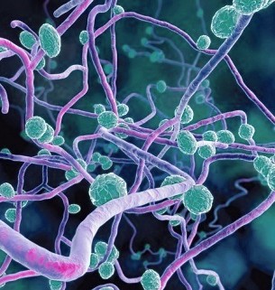 Candida overgrowth, reasons, symptoms, and treatment