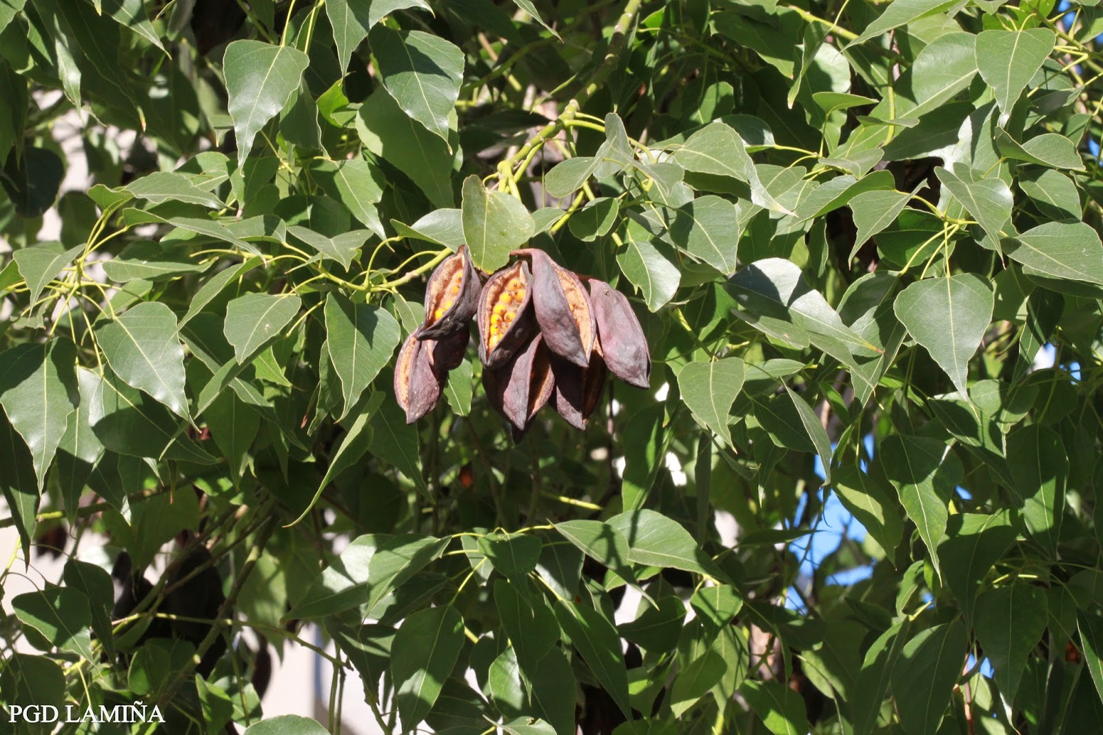 BRACHYCHITON POPULNEUS. braquiquito.