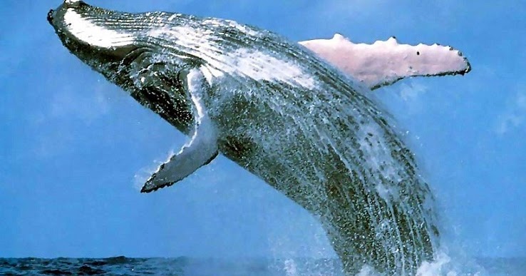 Apakah Paus Biru Berwarna Biru? | Belajar Sampai Mati