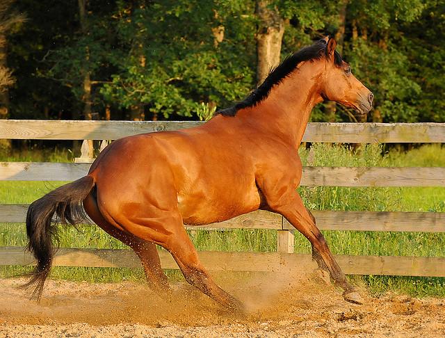 Shame in the Horse Show Ring