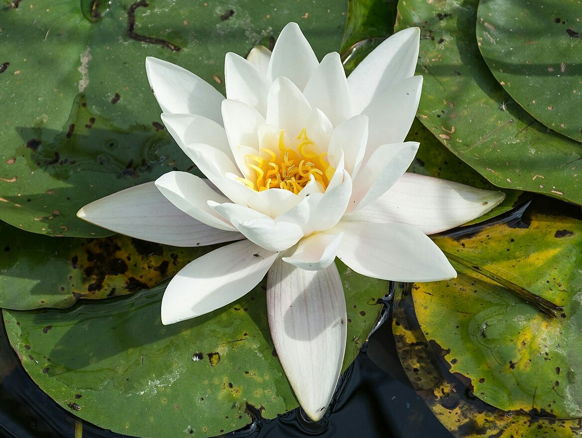 ALAM TUMBUHAN: ALAM TUMBUHAN [Plants kingdom]