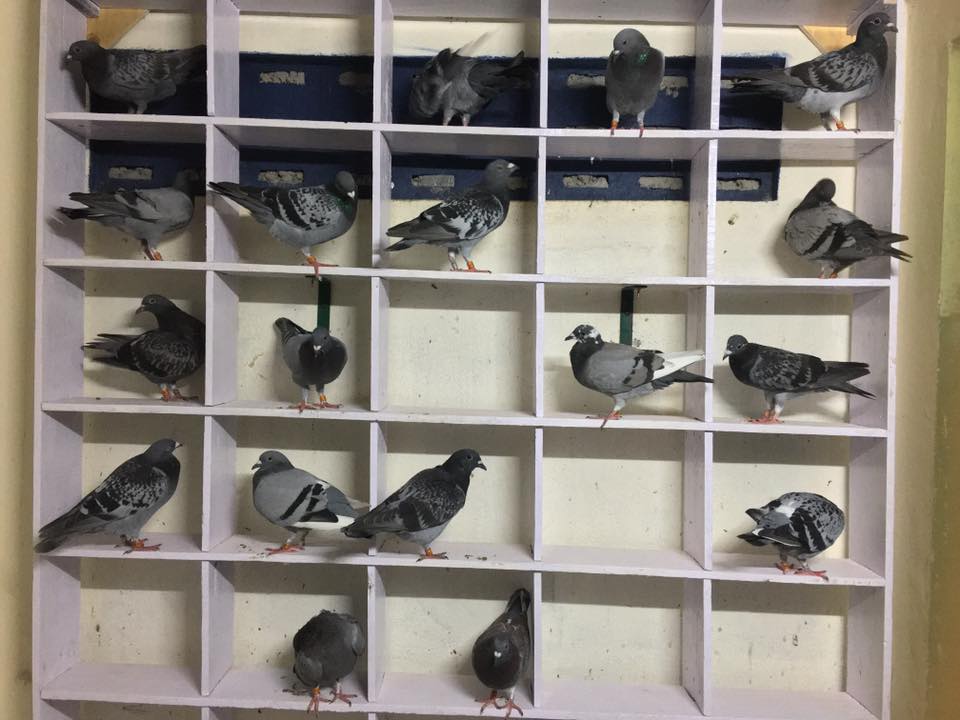 SELF MADE BOX PERCHES