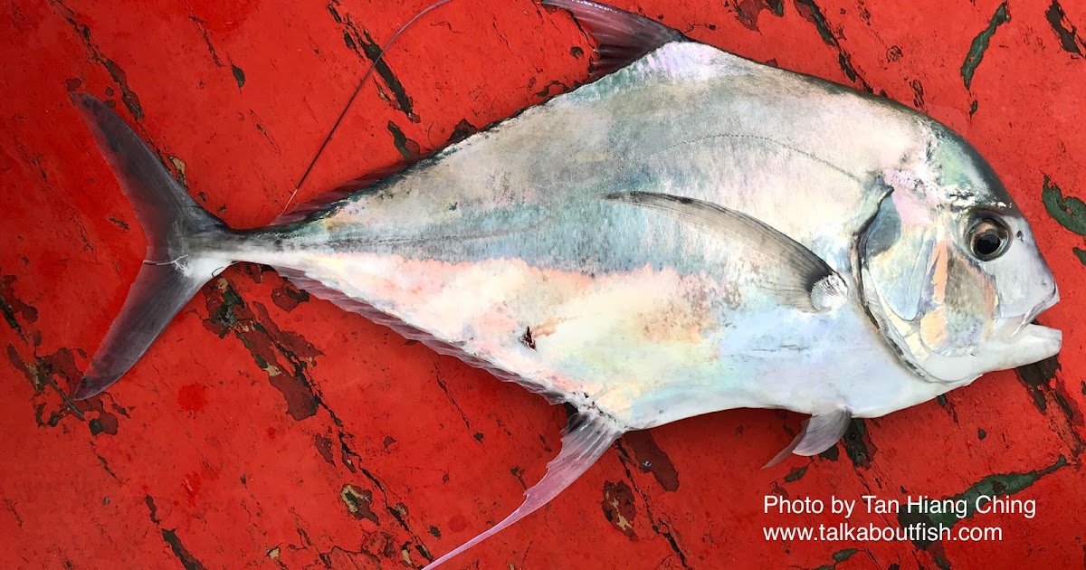 Fish and Fishing in Tanjung Leman: Southeast Asia Saltwater Fish ...