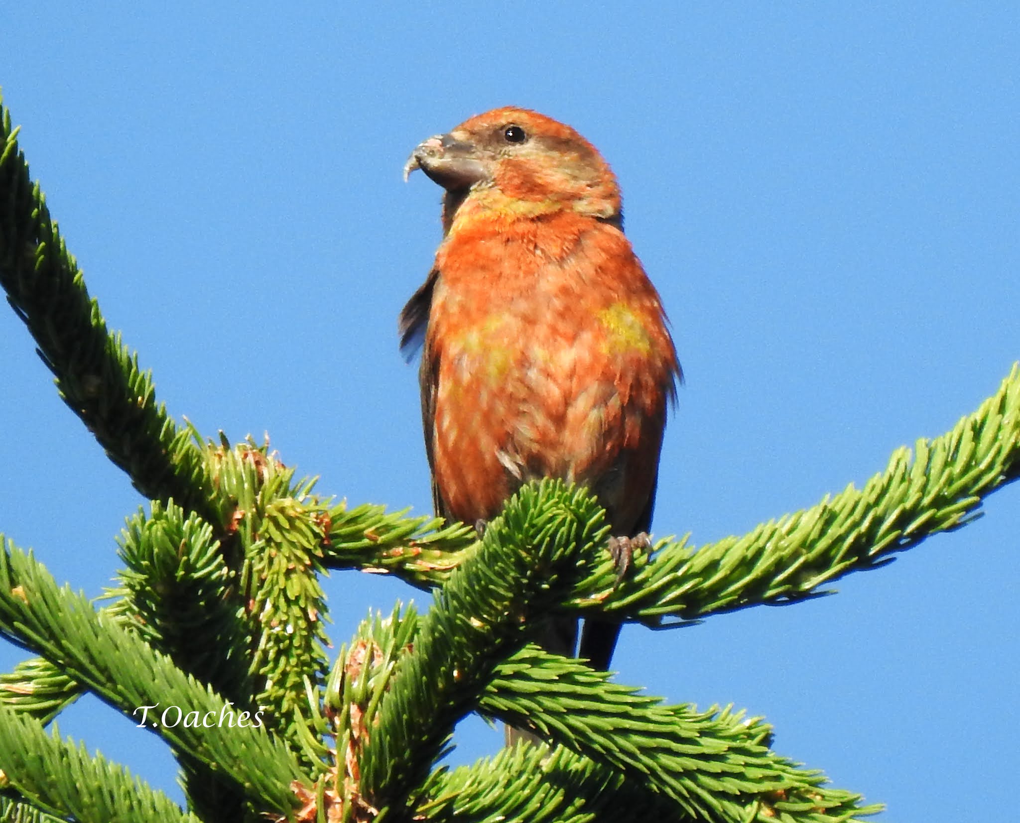 PASARI DIN ROMANIA: FORFECUTA (1), Loxia curvirostra