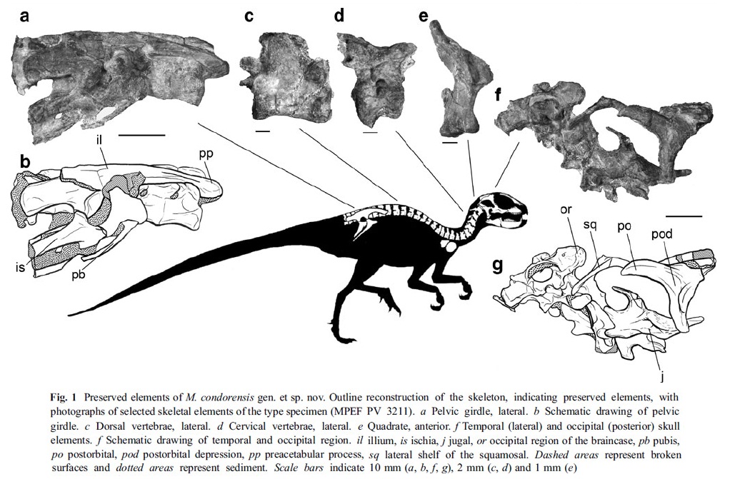 Species New to Science: [Paleontology • 2011] Manidens condorensis • A ...