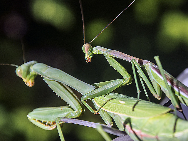 ARBICO Organics: Praying Mantids – So Much More Than Most People Think