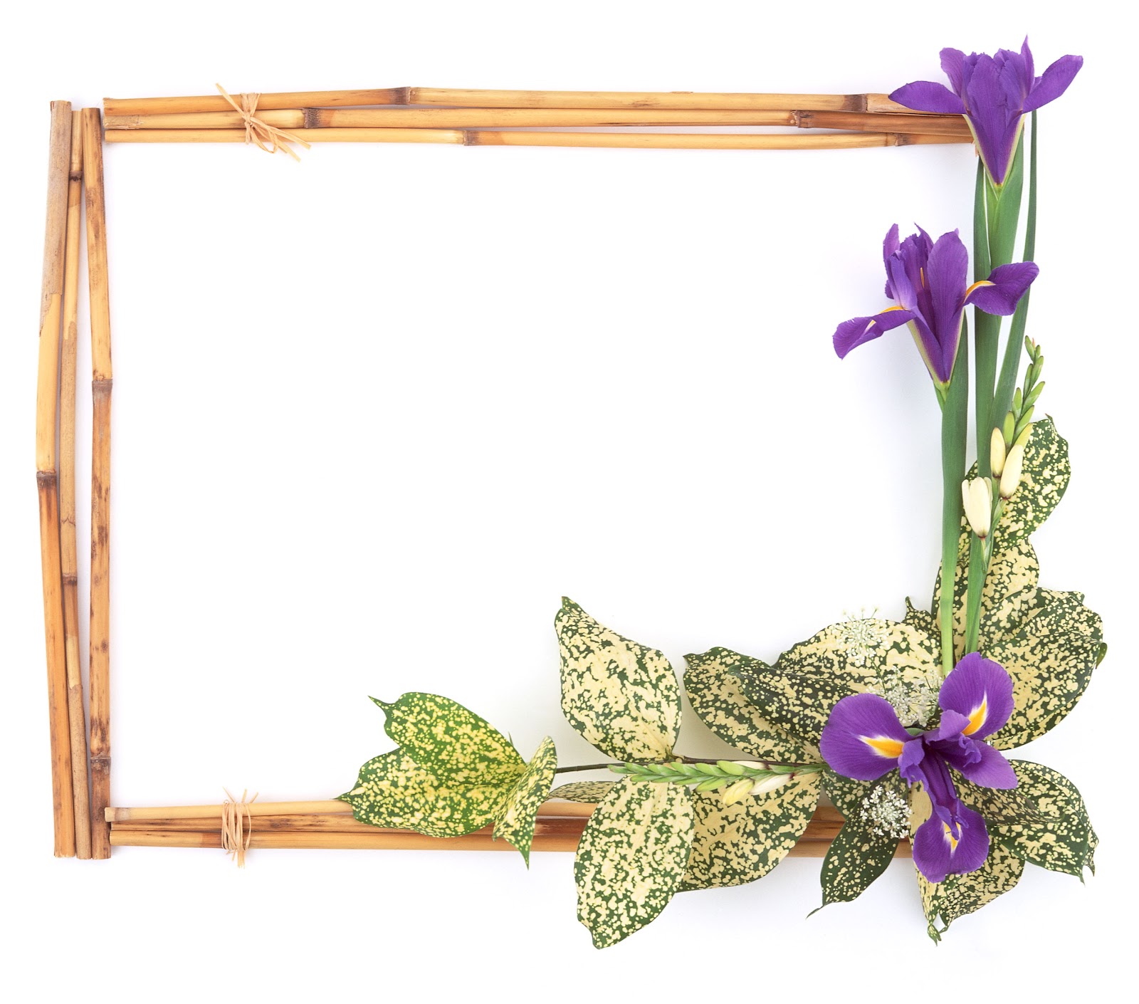 Flower Frames In All Size ~ Hits All