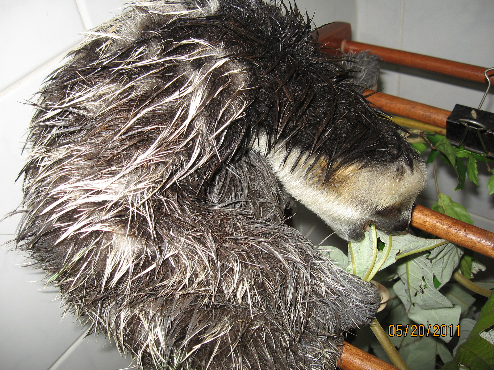 Suriname: Wet sloths!