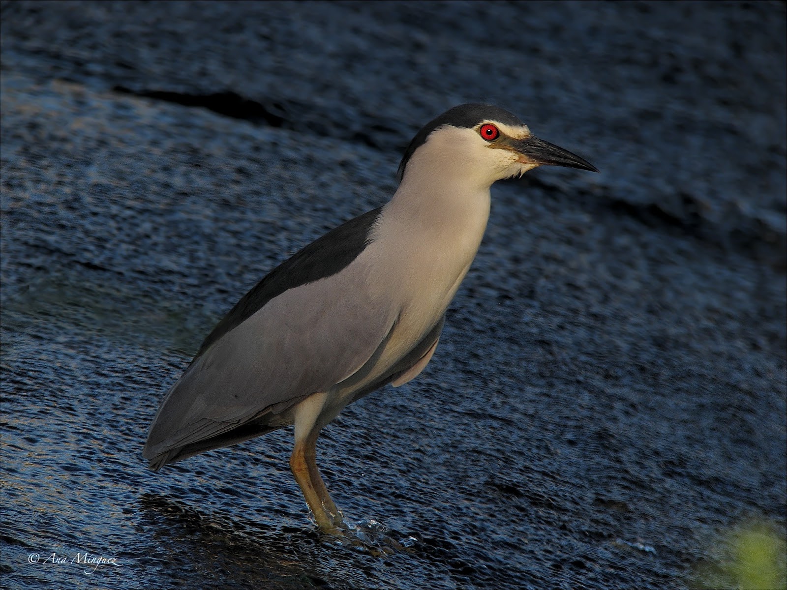 NATURANAFOTOS: De pesca con el Martinete