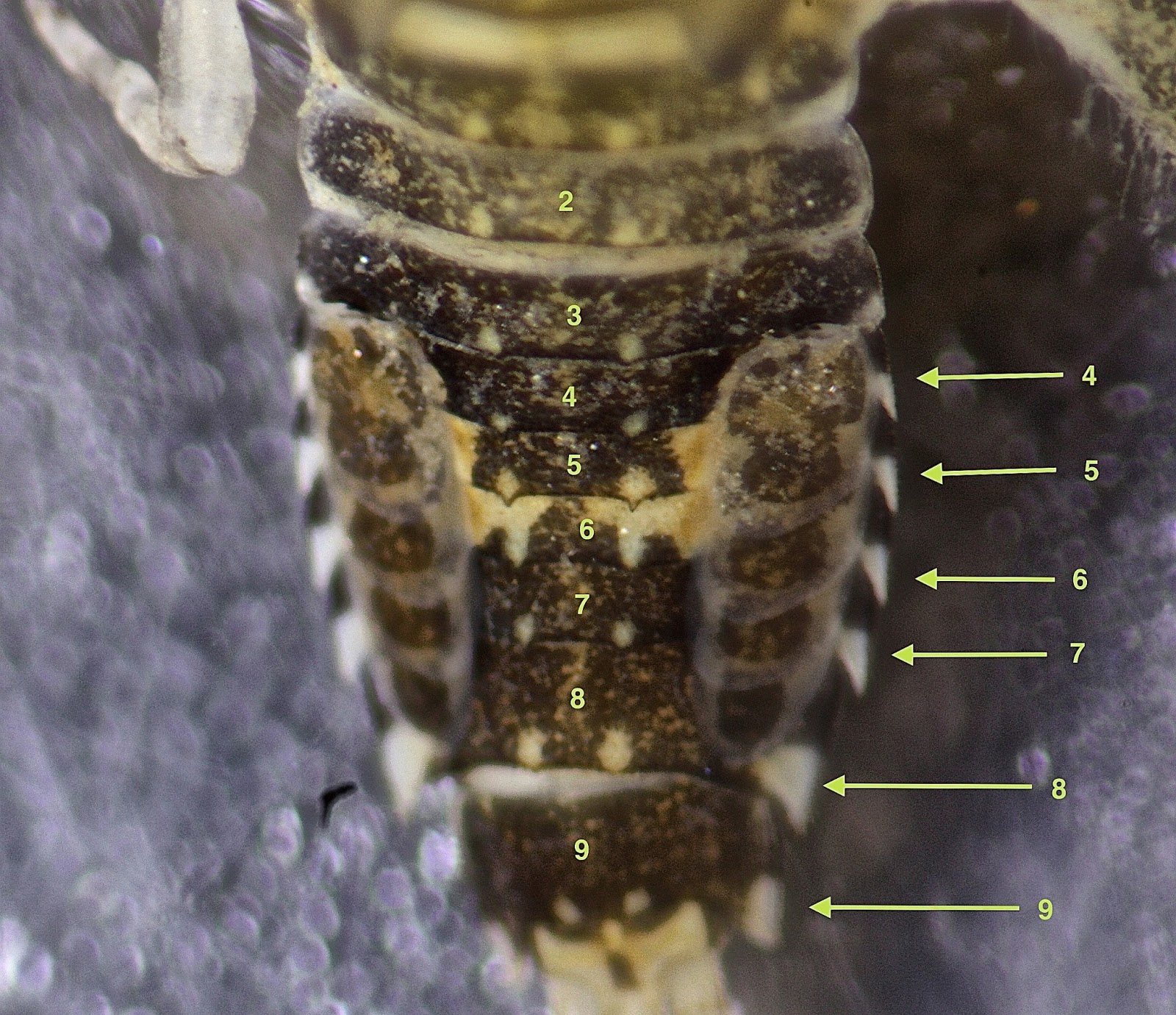 Aquatic Insects of Central Virginia: The Spiny Crawlers of Spring ...