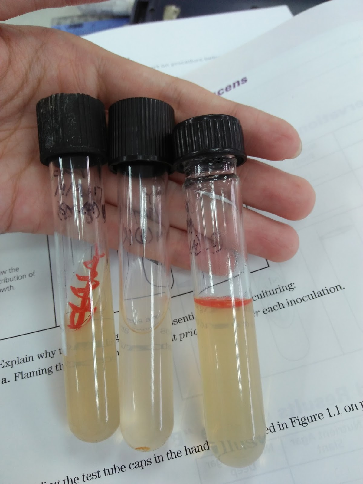 E-portfolio for teknik asas mikrobiologi: E-portfolio microbiology ...