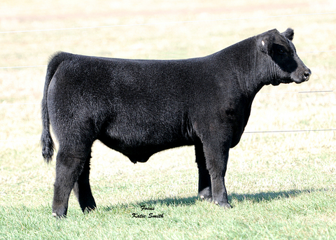 RCC Blog: BIM and WA at Luke Doris Show Cattle