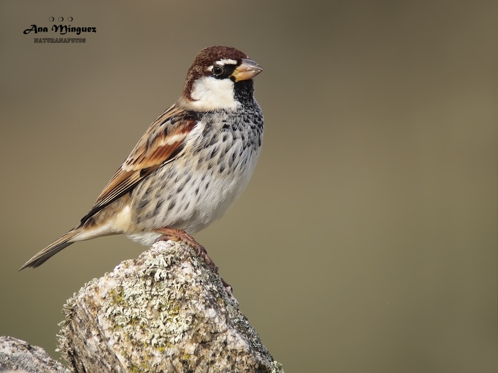 NATURANAFOTOS: Gorrion moruno/ Spanish Sparrow