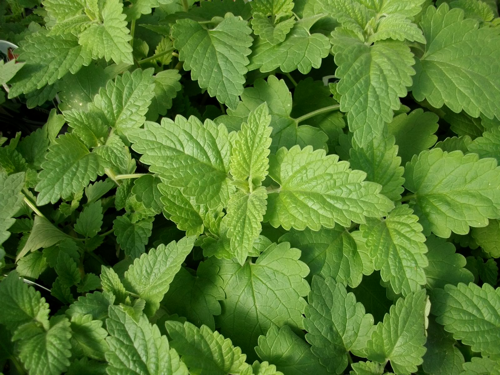 Tarım Siteniz: Nane Çeşitleri (mint varieties)