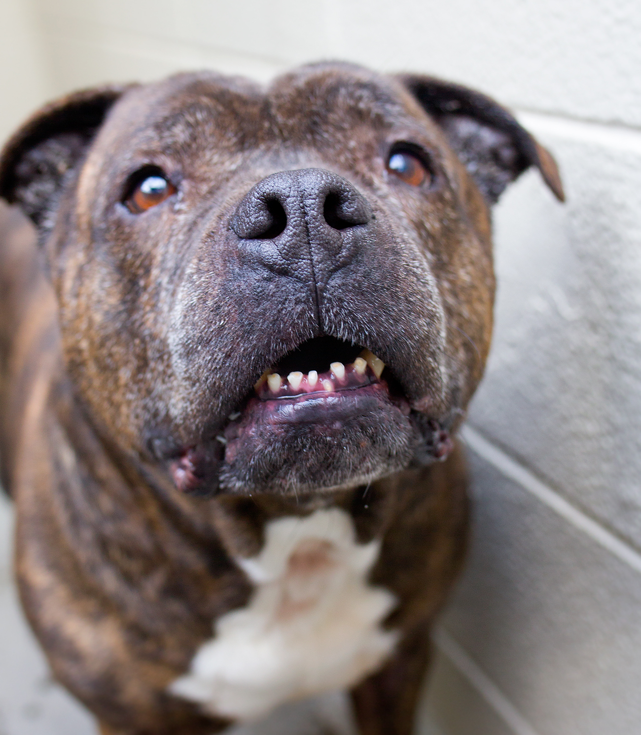 Shelter Dogs of Portland: "MOCHA" short and stout GoodHearted Brindle