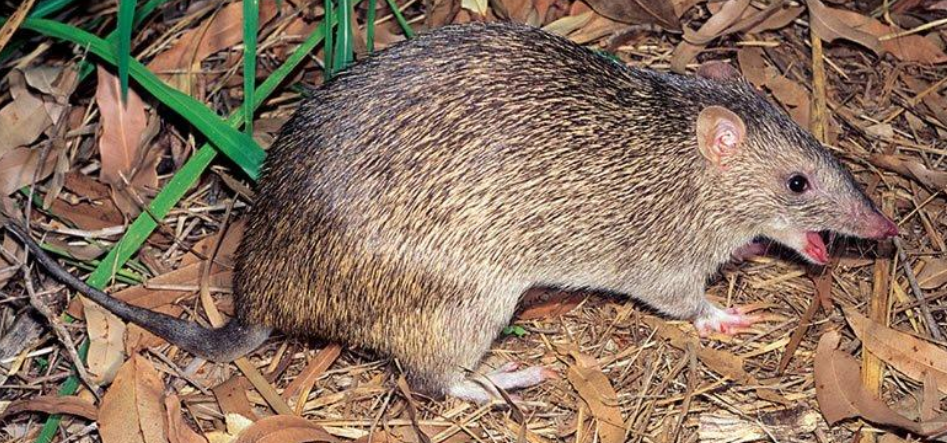 Werner's Cairns blog: The Bandicoot, the lesser-known Australian marsupial.