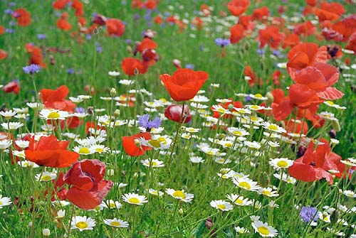 mac planta medicinala-poppy herb | farmacia naturala