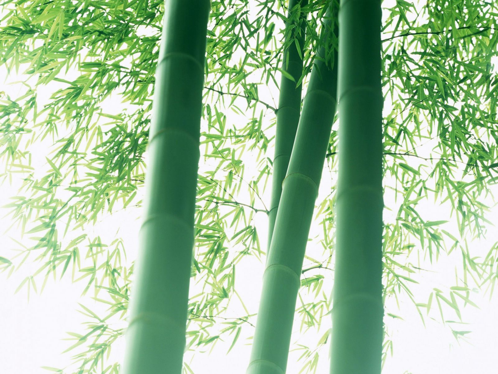 Bamboo Wallpaper